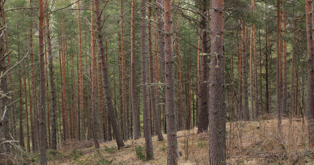 Vil diskutere skog, arkitektur og folkehelse - Arkitektur